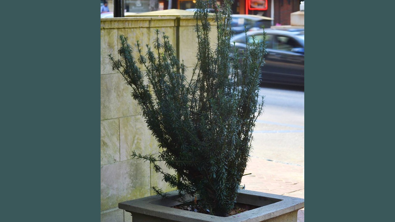 Poem 'Song of the Yew, at University of Georgia, Athens,' and Other ...