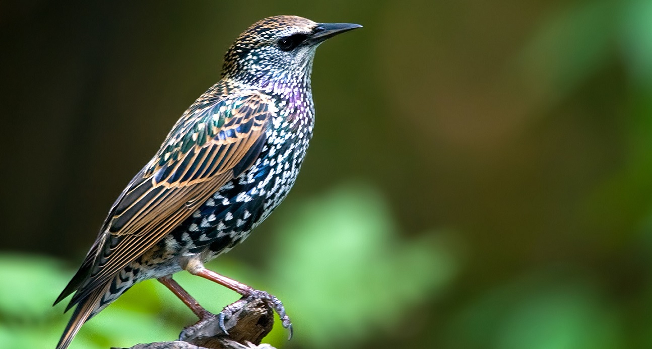 Poem 'My Daughter Sees a Starling on the Lawn' and Other Poetry by Mark ...