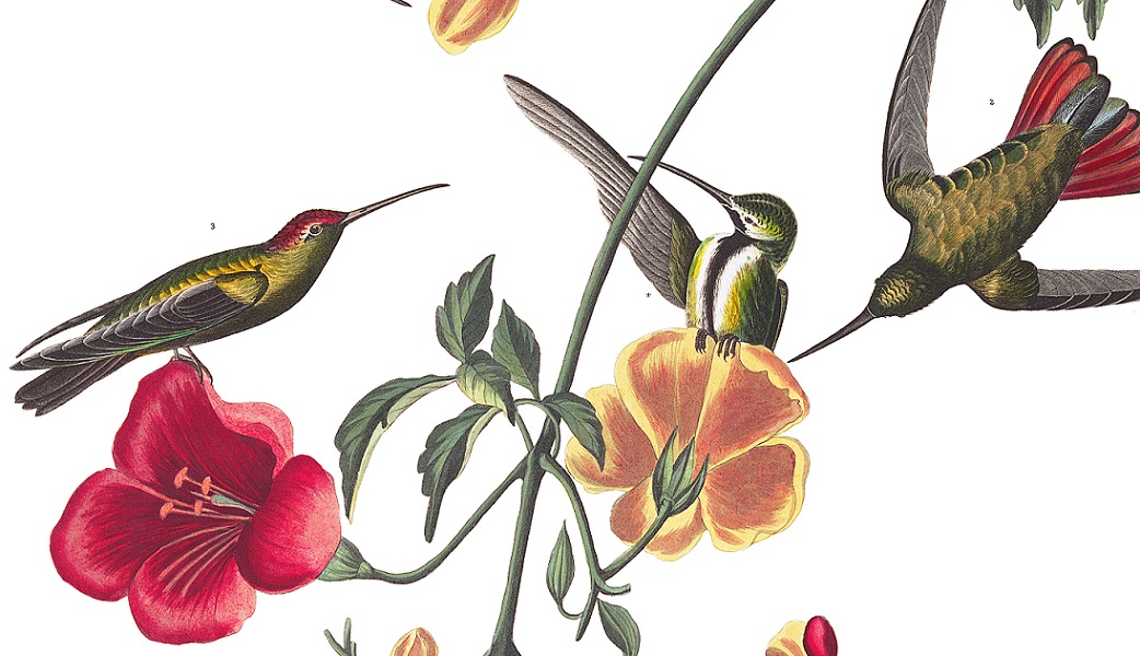 Poem 'Zips and Zooms': A Hummingbird Poem by Gigi Ryan | Society of ...