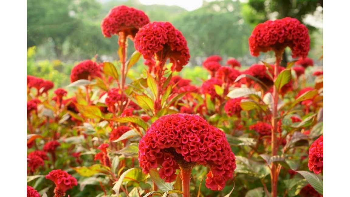 coxcomb in garden | Society of Classical Poets