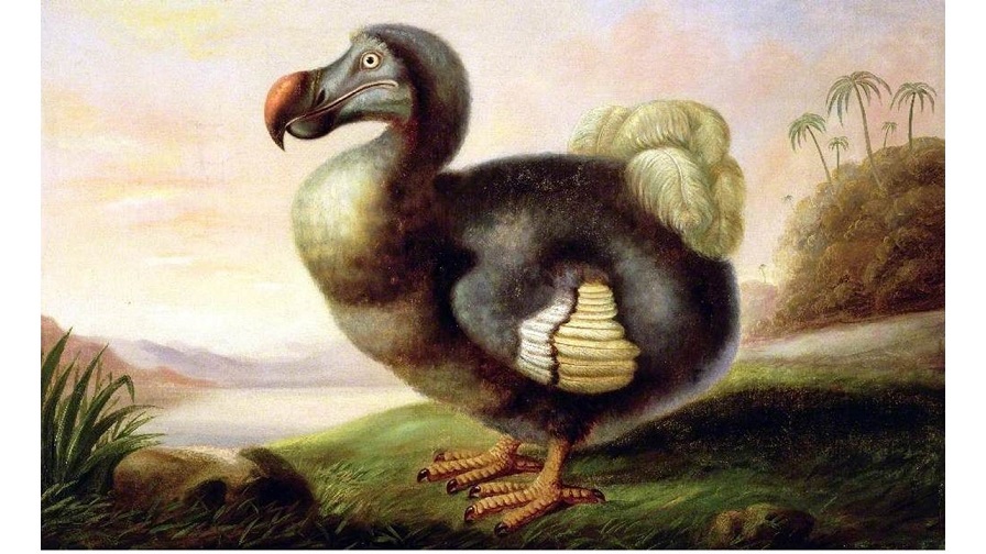 Poem 'The Dodo of Mauritius' and Other Poetry by Peter Hartley ...