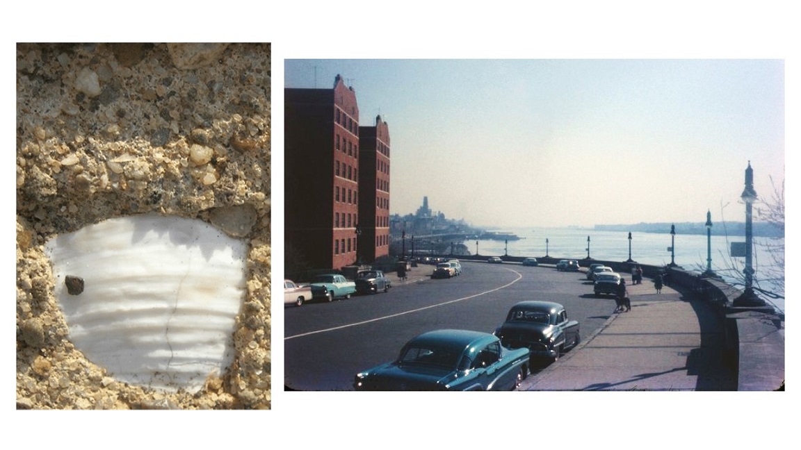 Poem 'A Clamshell in Concrete' (and a Short Note) by Joseph S. Salemi ...