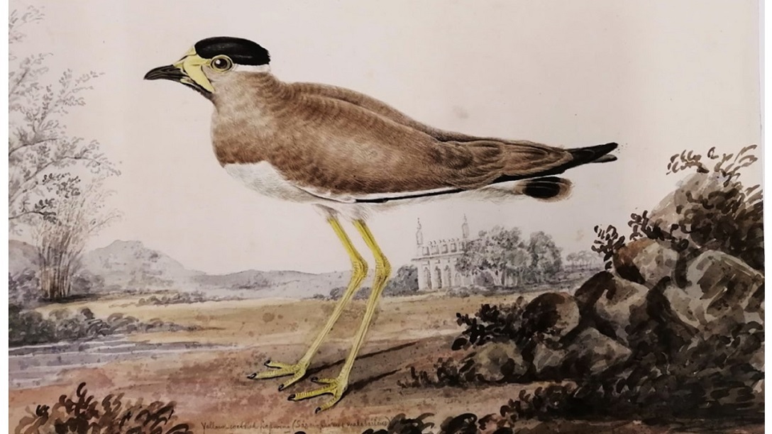 Australian bird wattled spur-winged plovers by Gwillim | Society of ...