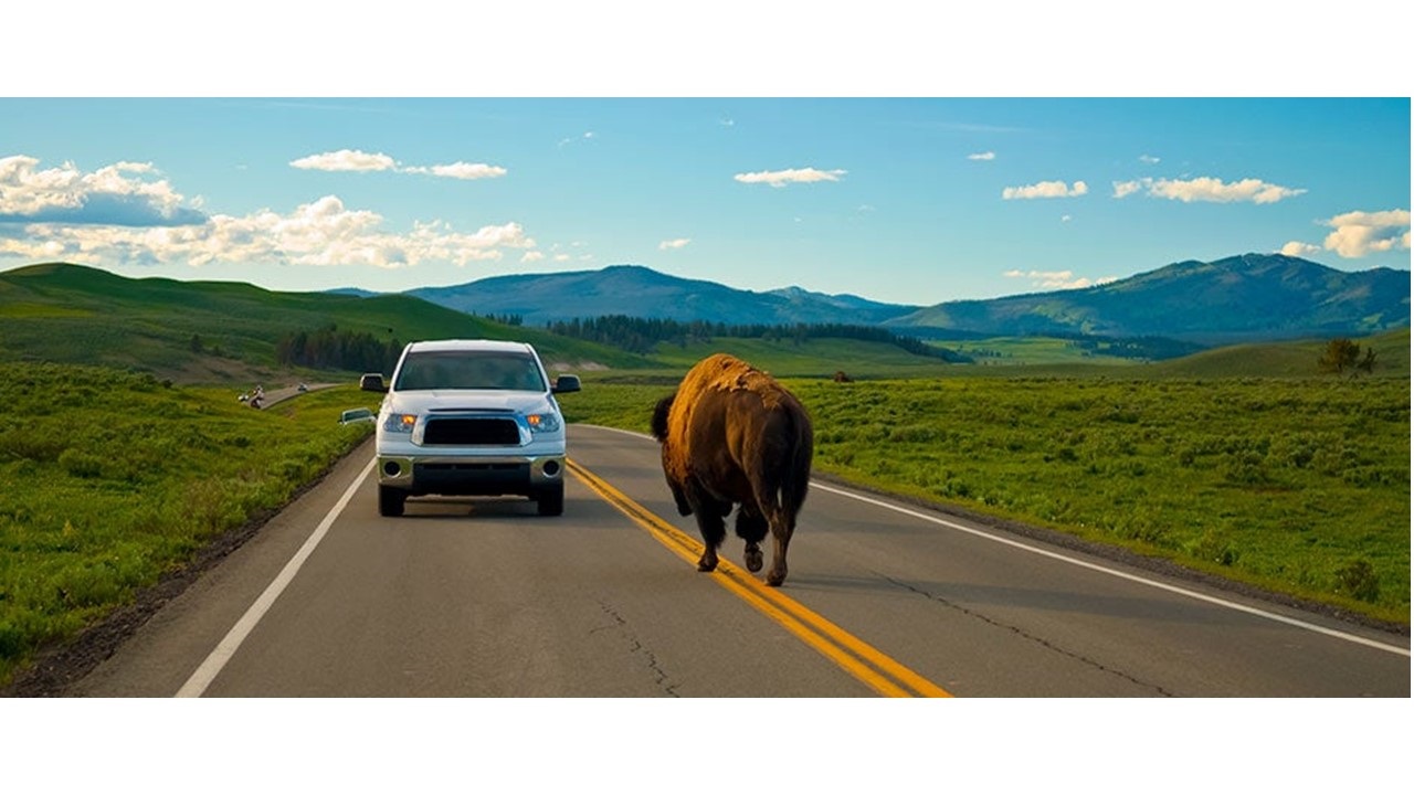 Poem 'Vicente el Bisonte (Vincent the Bison)' by Mary Gardner | Society ...