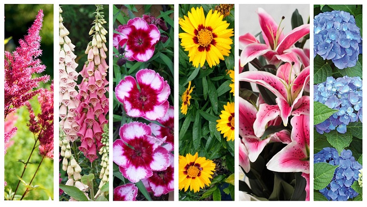 english garden flowers | Society of Classical Poets