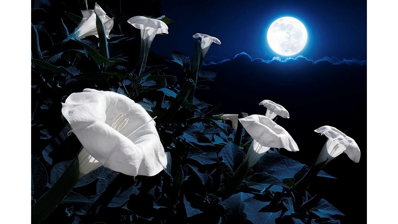 Poem 'Moon Garden Party' by Margaret Coats | Society of Classical Poets