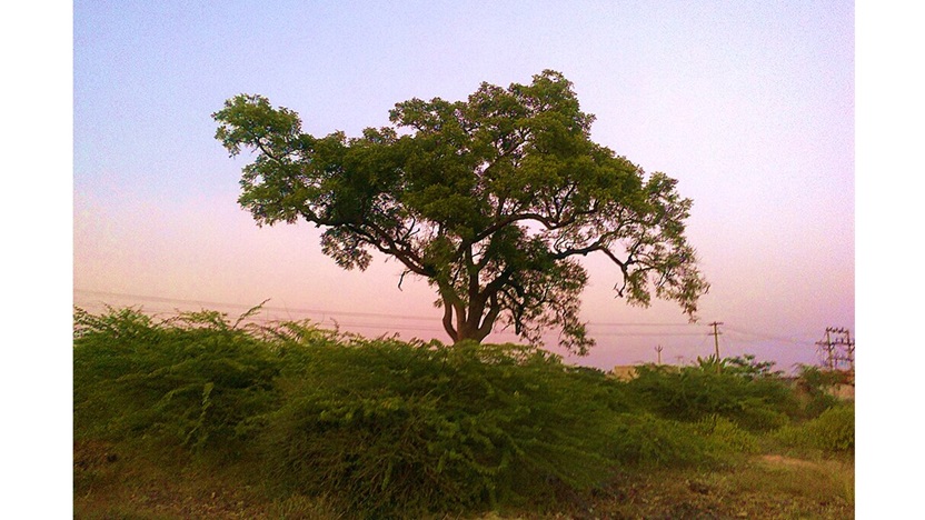 Poem 'To the Evening Breeze' and Other Poetry by Shamik Banerjee ...