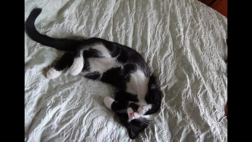 Poem 'Cutie Pie Cat' and Another Sonnet by Phillip Whidden | Society of ...