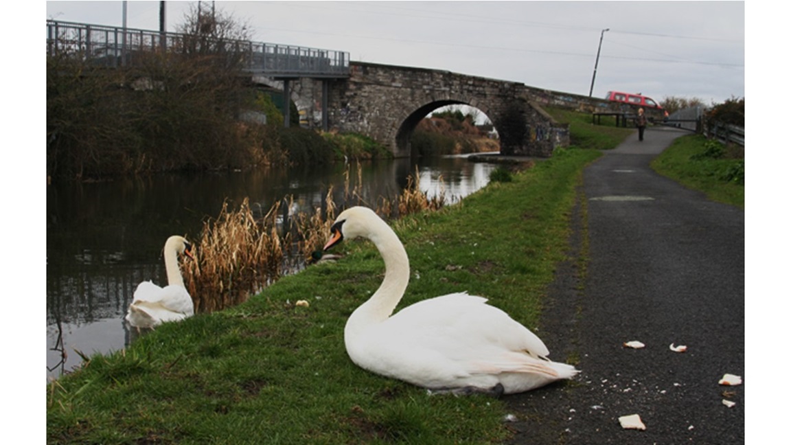 Poem 'Dublin Swans': A Poem by Louis Groarke | Society of Classical Poets