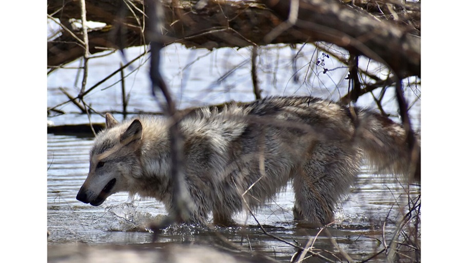 Poem 'Howl at the River' and Other Word-Play Poems by James A. Tweedie ...