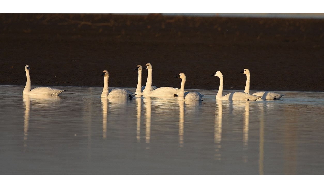 Poem 'The Tundra Swan': A Madrigal by Daniel Howard | Society of ...