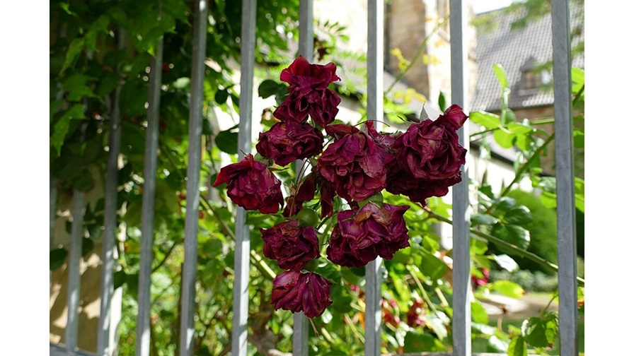 Poem 'Still Life of a Bouquet': A Poem by Joanna Raja Sekar | Society ...