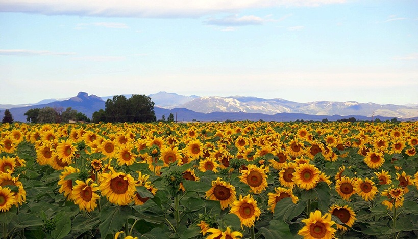 Poem 'Sunflower Field': A Poem by Adam Sedia | Society of Classical Poets