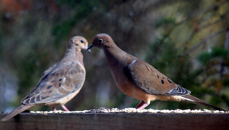 Poem 'Mourning Doves': A Poem by Paulette Calasibetta | Society of ...